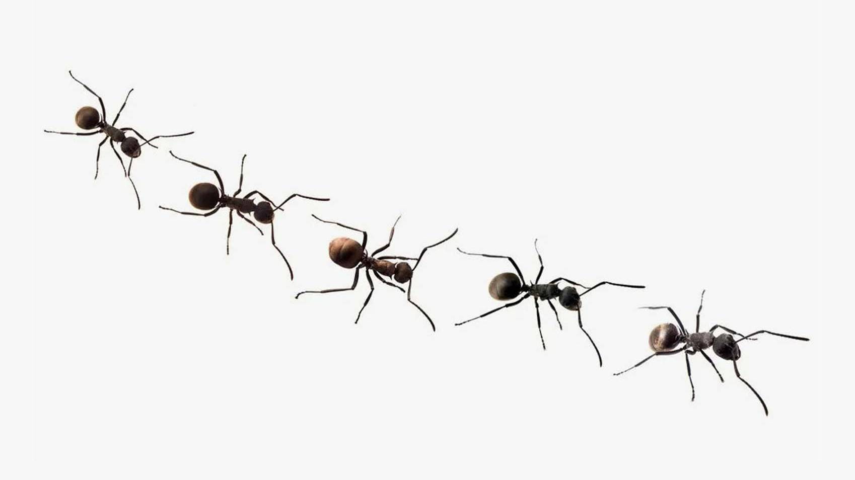 Муравьи