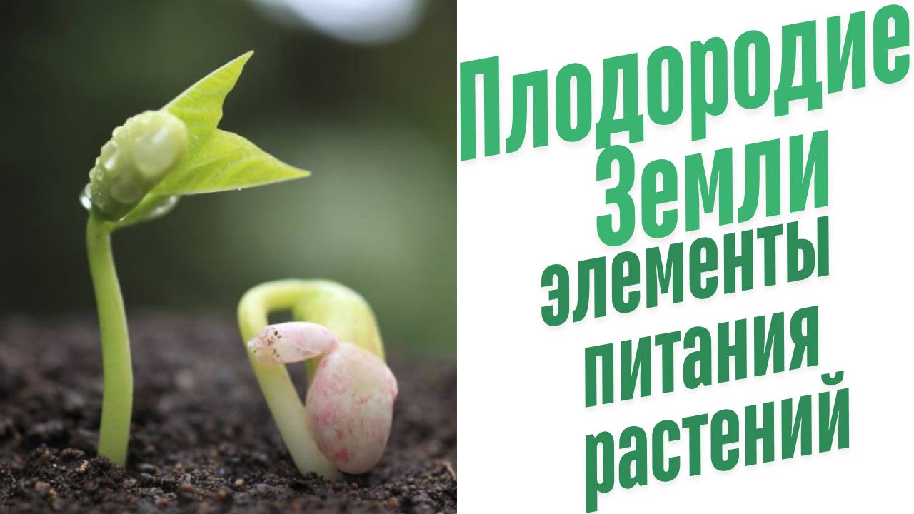 Элементы питания растений.