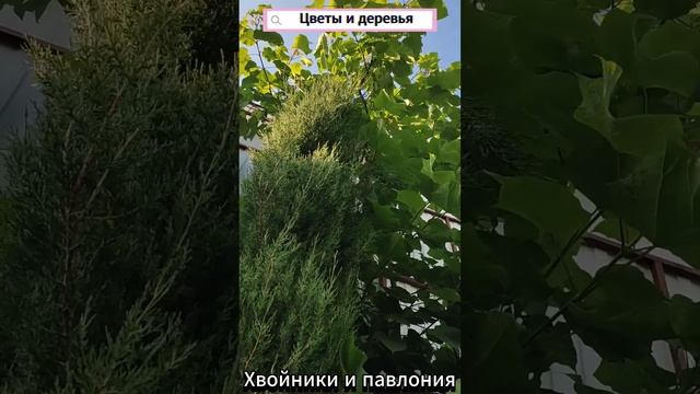 2025 Цветы и деревья