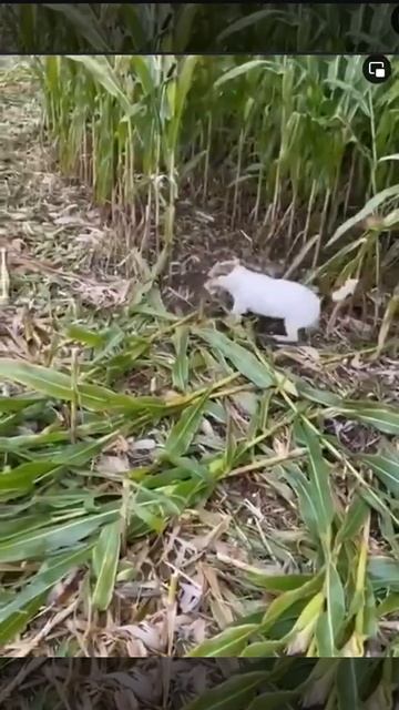 Собака "помогатор".