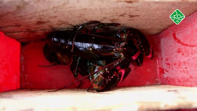 Спасение южного кита. Анонс. Канал ЗОО ТВ