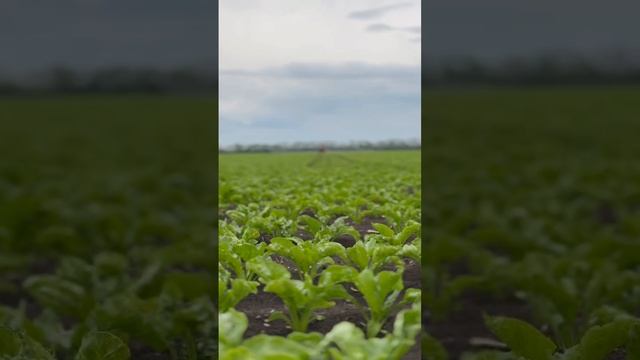 BINOM БОР-170 на сахарной свекле — в работе!  Фаза: 4-6 листьев