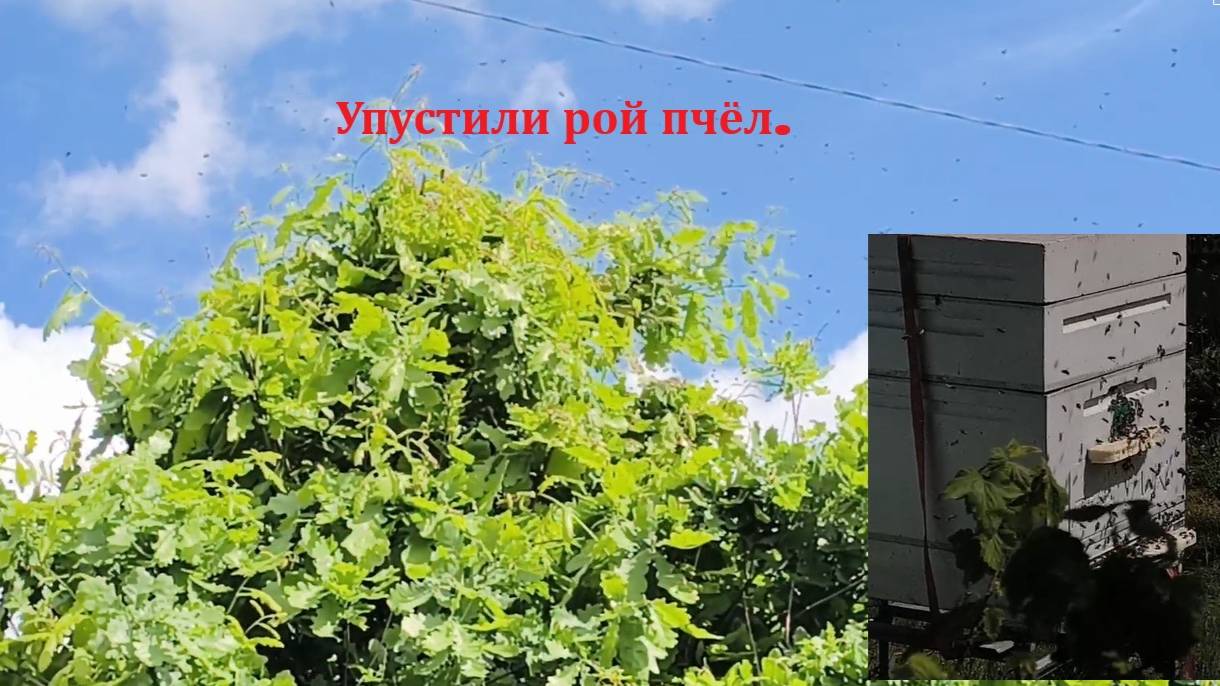 Упустили рой пчёл, не смогли снять с высокого дерева.