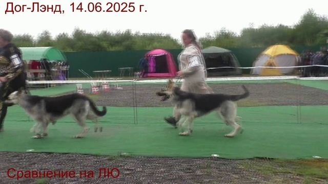 Сравнение класса юниоров