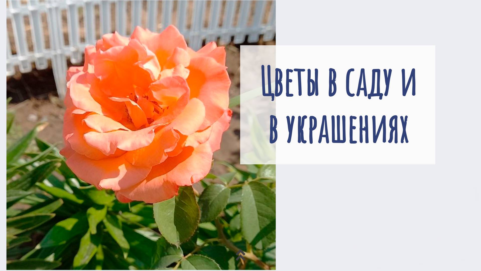 Цветы в саду и в украшениях