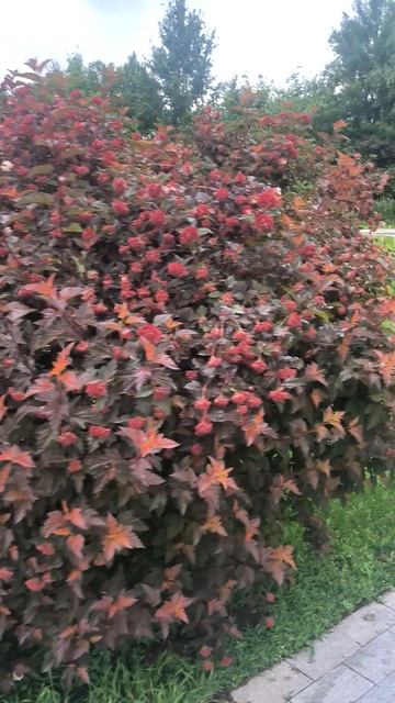 Куст с красными плодами и листьями