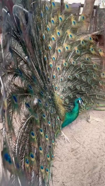 THE RITZ-CARLTON SANYA
YALONG BEACH. о.Хайнань Китай