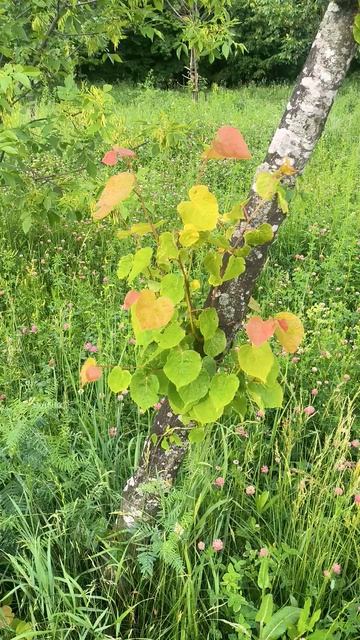 Молодая поросль липы на стволе