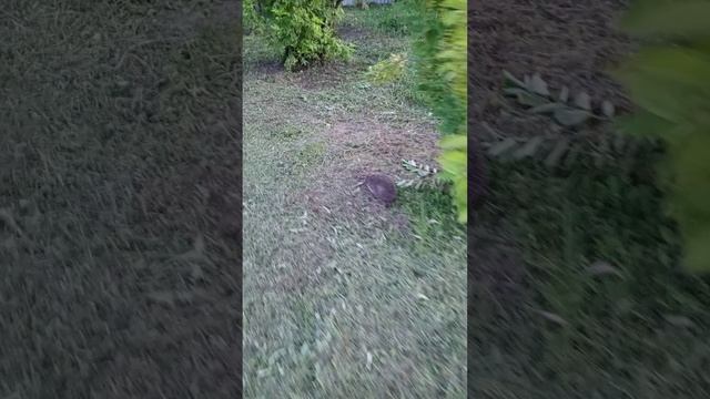 Кошечки да Ёжечки