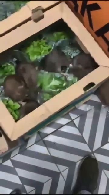 Крысы в салате у ритейлера