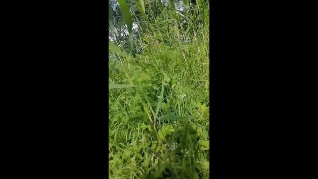 ЛЕНИНГРАДСКАЯ ОБЛАСТЬ НОВЫЙ РОМАНТИК (ПРОГУЛКА 3) 230625 N-S0F ... 8 -