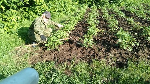 Как правильно окучивать и подкармливать картофель.Получите большой урожай.Это самый лучший способ