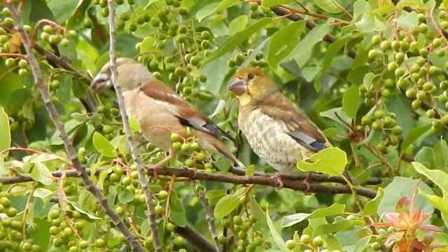 Обыкновенный дубонос - вид птиц из семейства вьюрковых. Единственный представитель рода Coccothraust