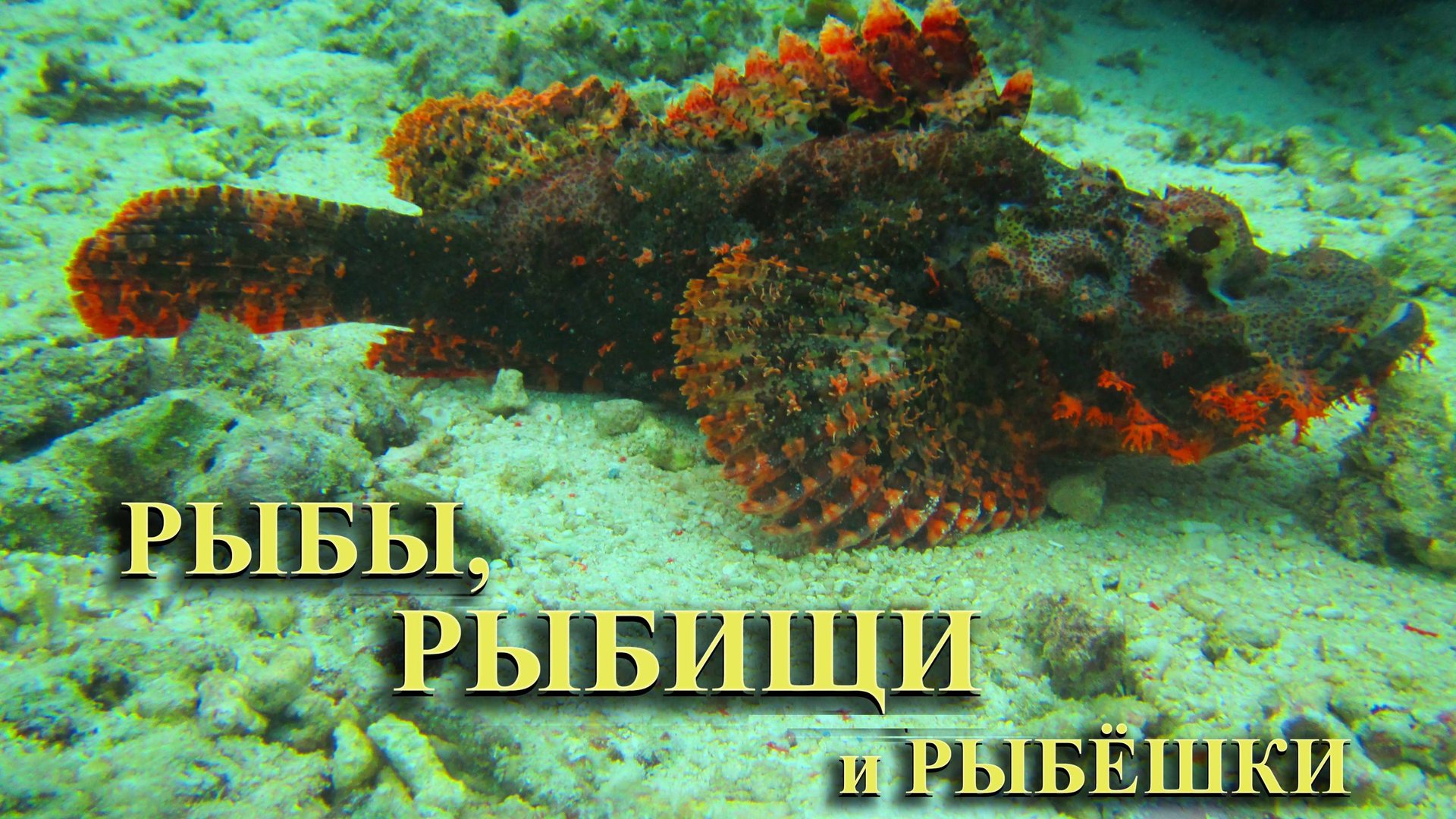 РЫБЫ, РЫБИЩИ и РЫБЁШКИ. Это просто КРАСИВО!