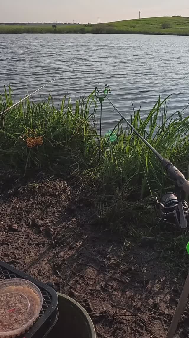 КАРАСЬ НА ЗОРЬКЕ #fishing #рыбалка #карась #длядуши