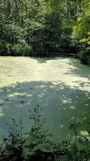 Битцевский парк. Родниковый прудик. Июнь 2024г