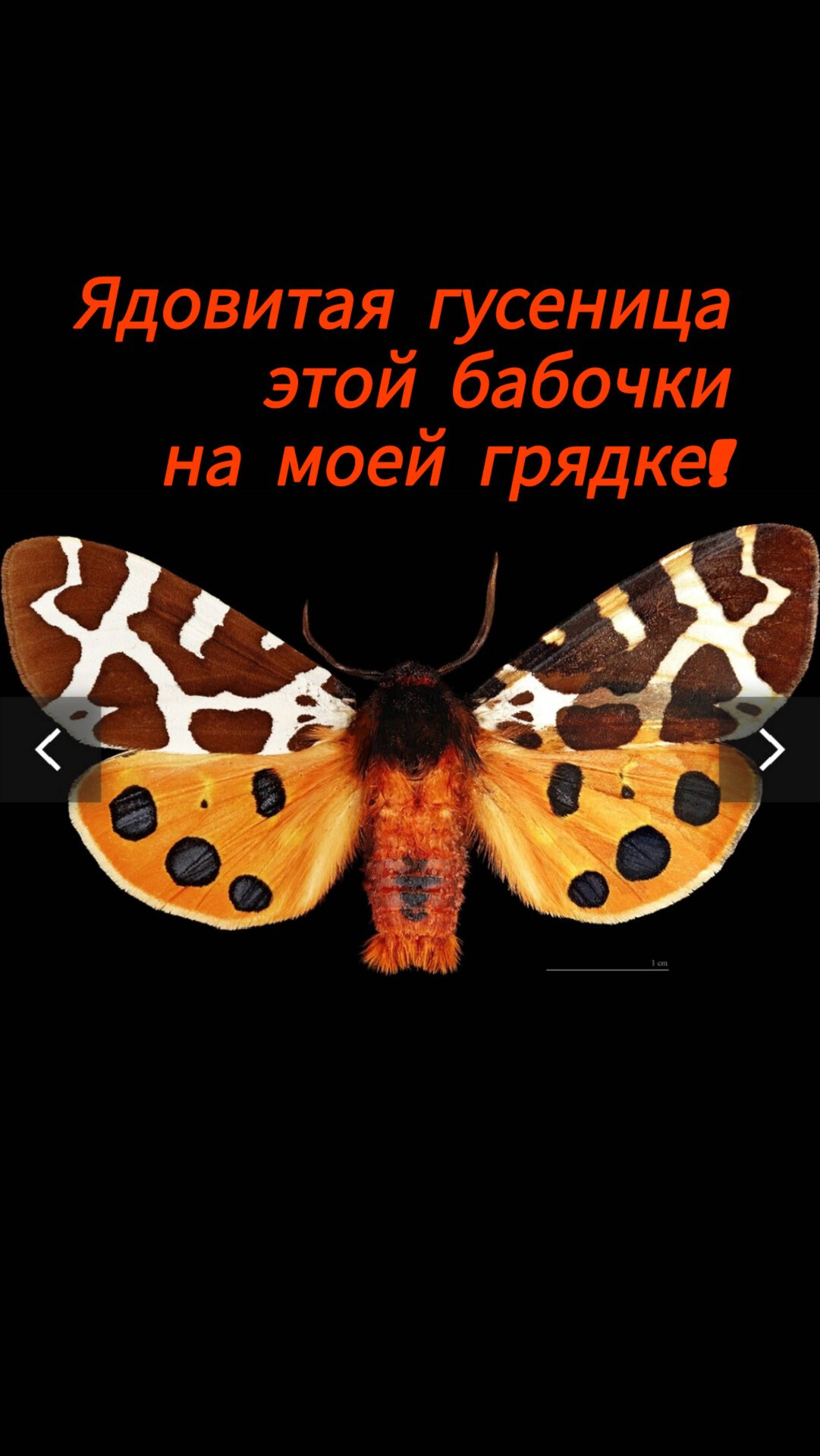 Эта гусеница оказалась ядовитой пожирательницей смородины!!!