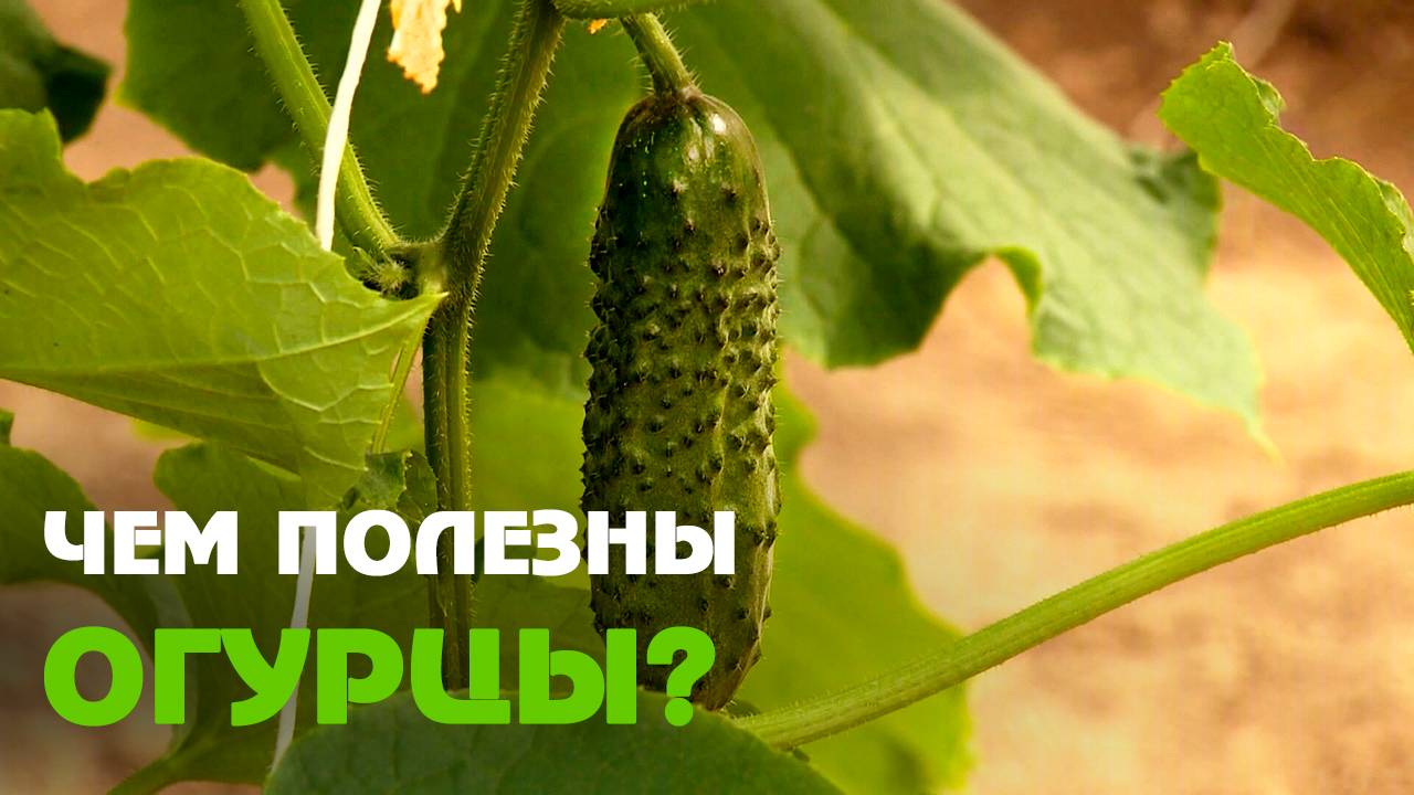 Интересные факты об огурцах. Почему они горчат?