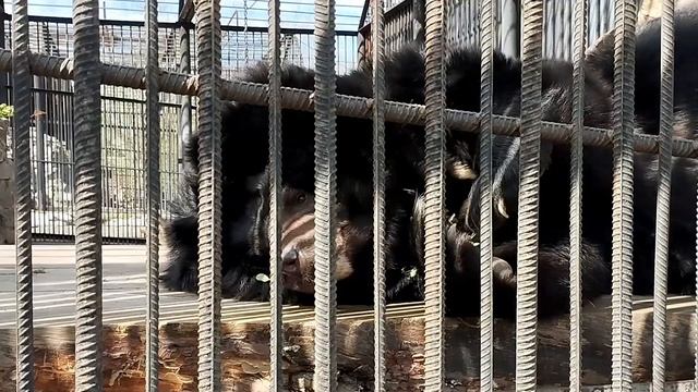 Томск-Красноярск, 2025_16. Медведь