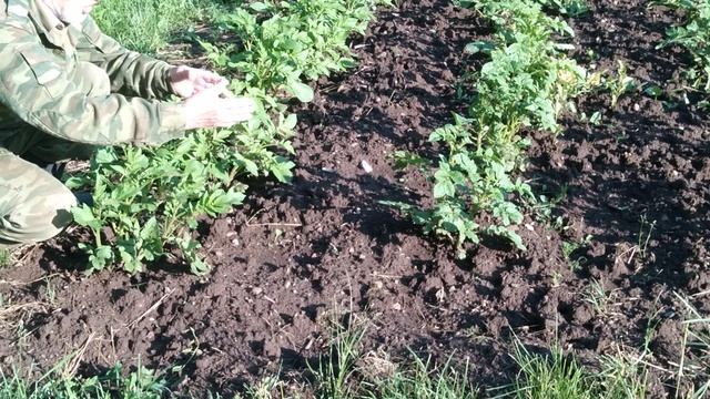 Как вырастить 500 кг картофеля на 1 сотке. Садите по моему методу.Это самый лучший способ.