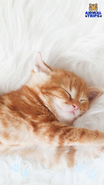 Всё для комфортной поездки пушистого пассажира #animaltrips #перевозкаживотного