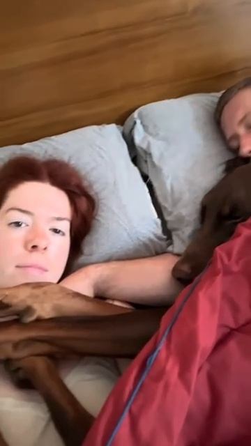 Собака разлучница