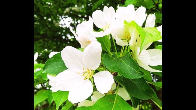 Л"ЕТНЕЕ УТРО"... (Фото Ольги РЕПИЩНОЙ (Архангельск) - Вальс Василия АГАПКИНА)