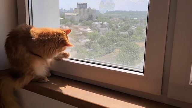 Клининг от Руфика