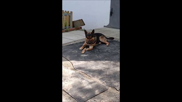 Собака. Том