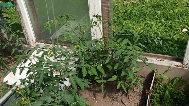 Опадают  ЗАВЯЗИ на томатах в теплице. Что делать.