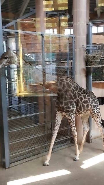 Томск-Красноярск, 2025_17. Жираф