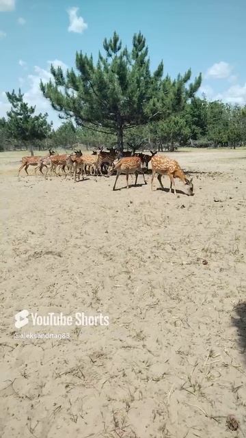 Пятнистые олени в Ростовской области