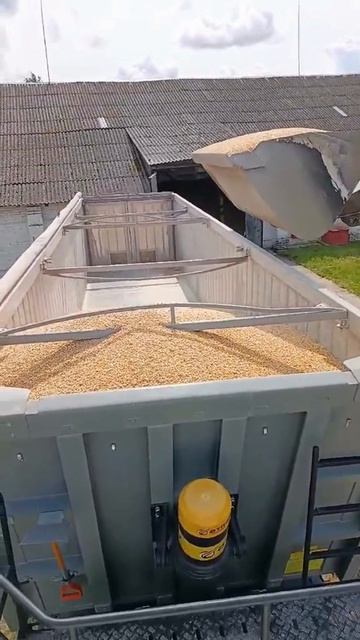 Полуприцеп зерновоз SAT500 с алюминиевым кузовом в работе