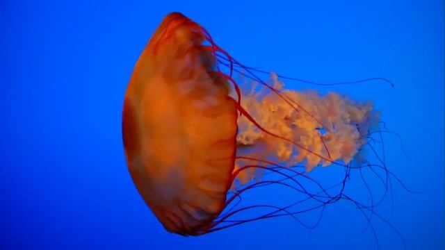 Экзотические медузы - очень красивое видео