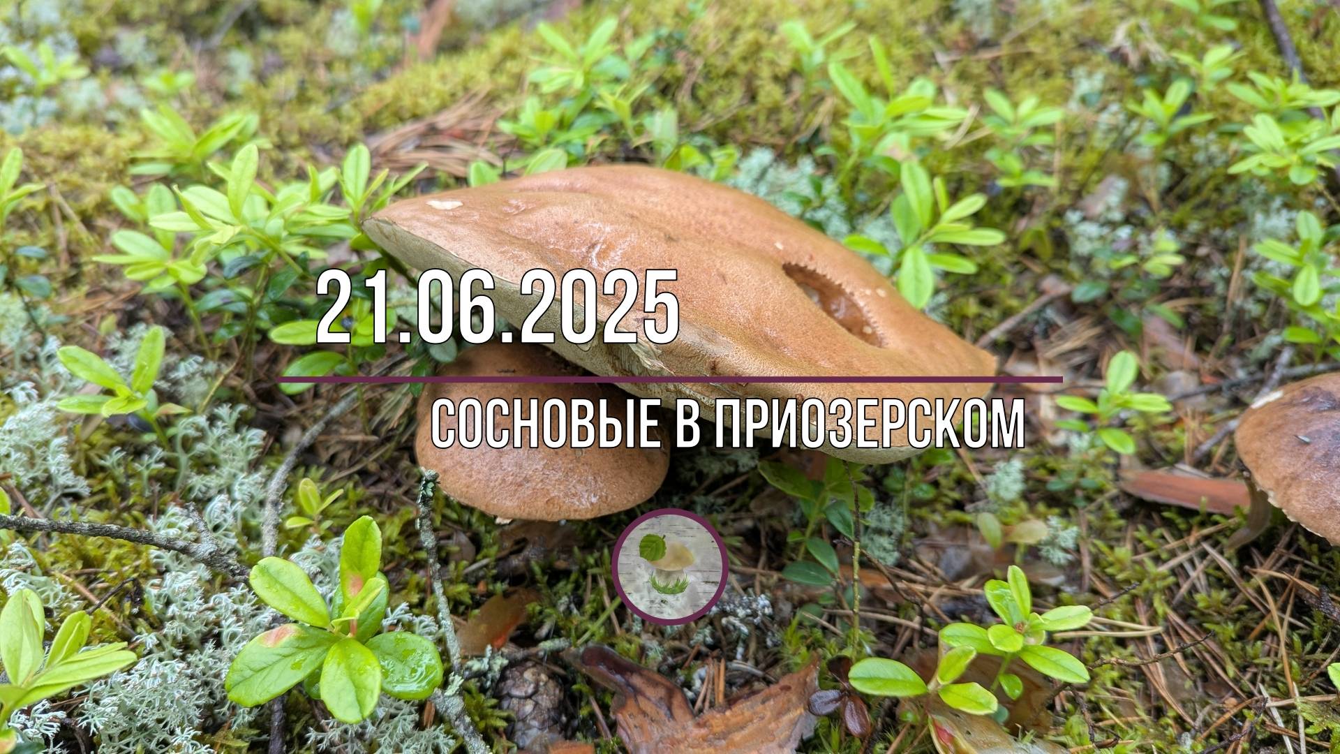 Сосновые июньские подосиновики в Приозерском районе.