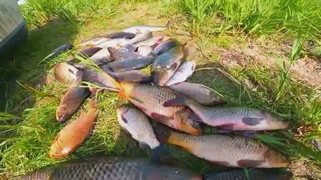 СУМАСШЕДШИЙ ХОД САЗАНА!!! Ловля САЗАНА на паук подъёмник!