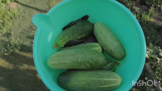 Мой уход за лицом и волосами/ На даче / Урожай/ Заготовки / Покупки одежды в Zolla и Familia / Влог