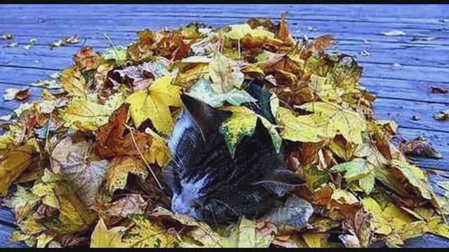 ПОТЕРЯШКА МУСЯ