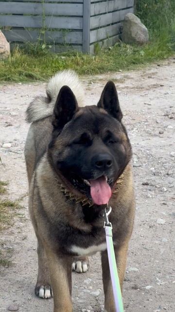 Не хочет идти гулять!😂