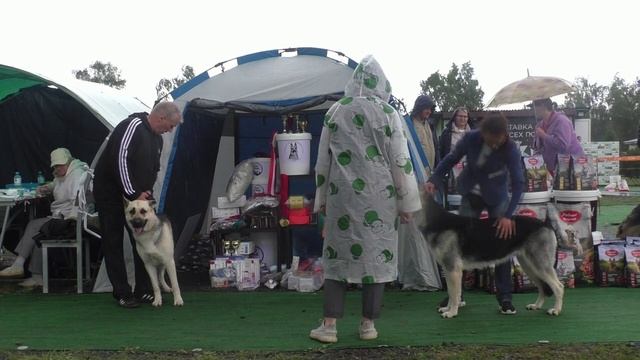 Сравнение промежуточного класса