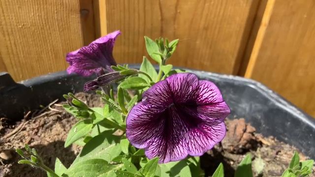 Петуния вегетативная CASCADIAS Purple Ice (Каскадиас Пёрпл айс)