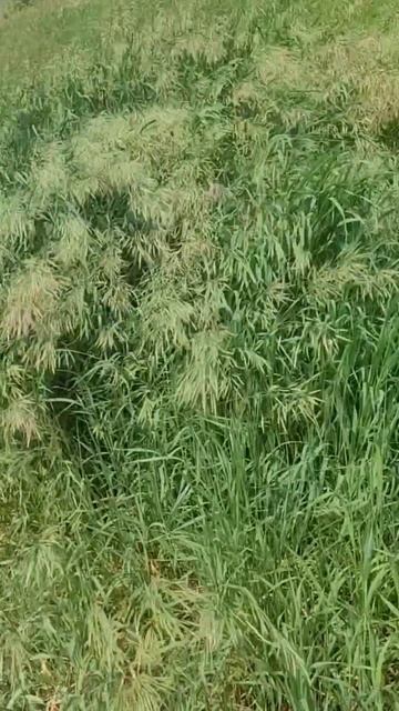 Звуки природы | Шум природы | Шелест травы и ветер