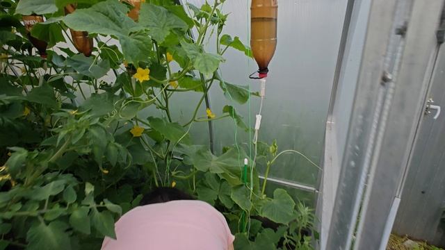 Тепла нет.Лета нет.Холодина .Огурцы не растут.