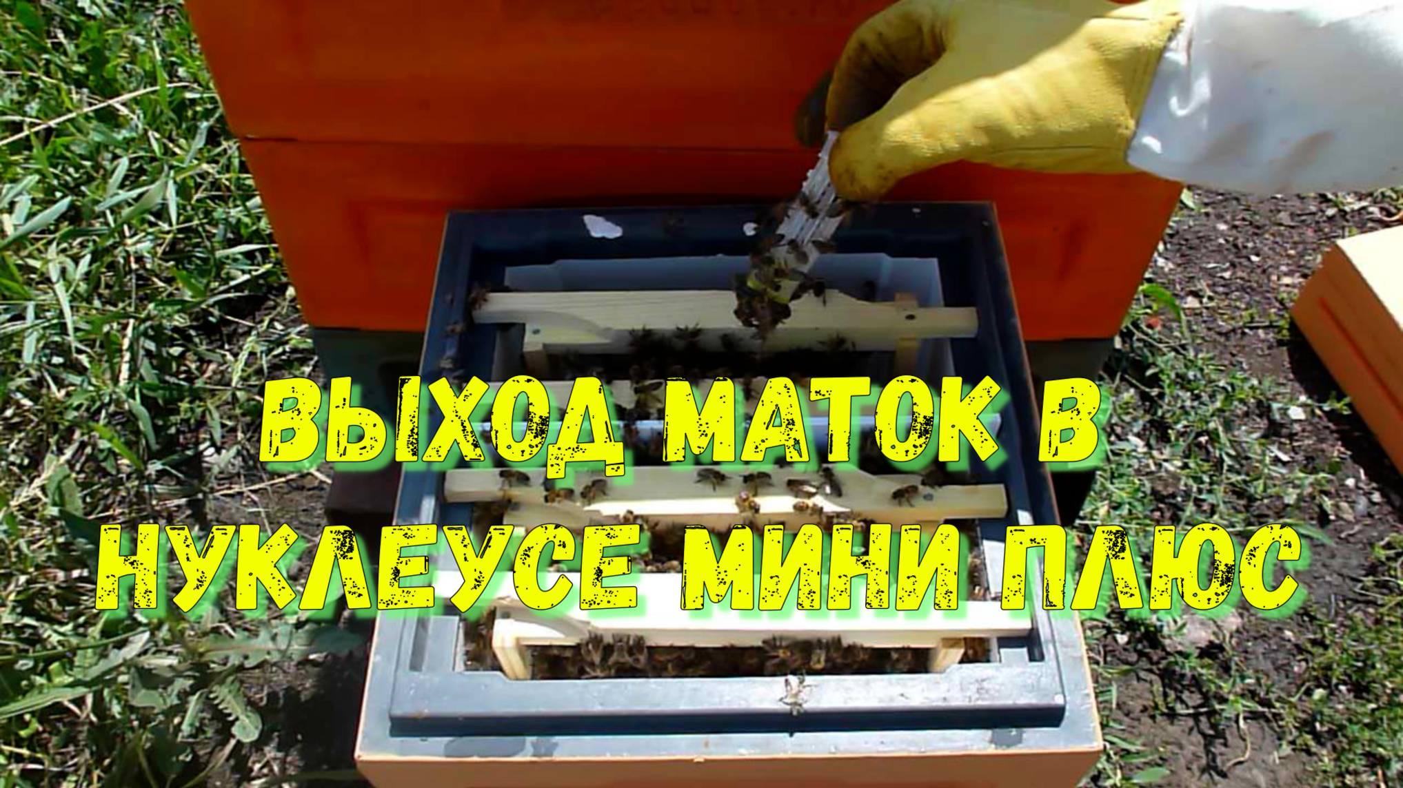 Проверяем выход маток в нуклеусе