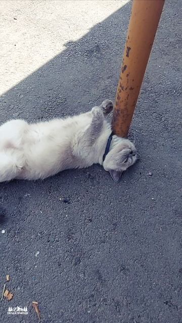 Кошка отдыхает 😼