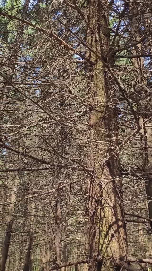 Бутовский лес. Сказочный лес. Июнь 2024г (Часть 3)