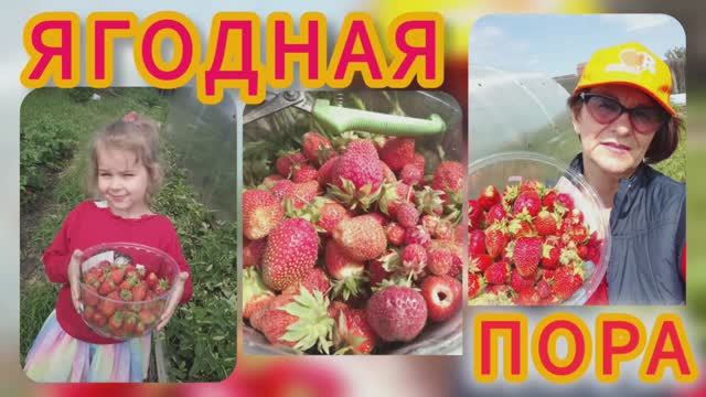 Земляника /виктория/ в сезон дождей! Сбор урожая!