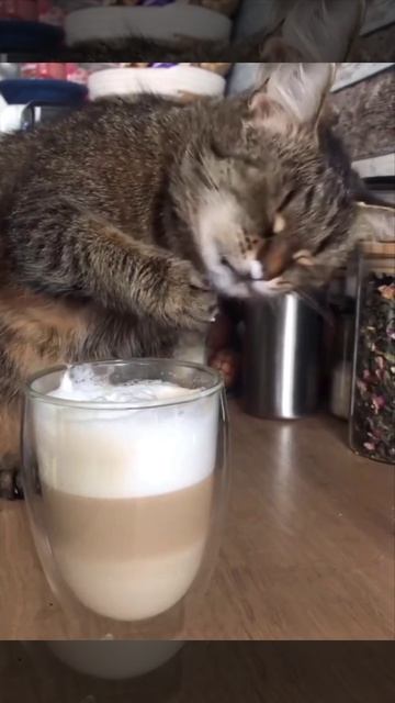 Утренний котокофе.