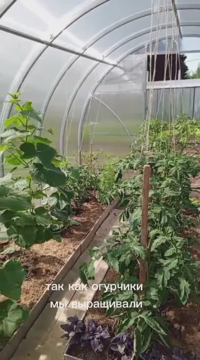 Теплица Сигма Люкс на дачном участке.