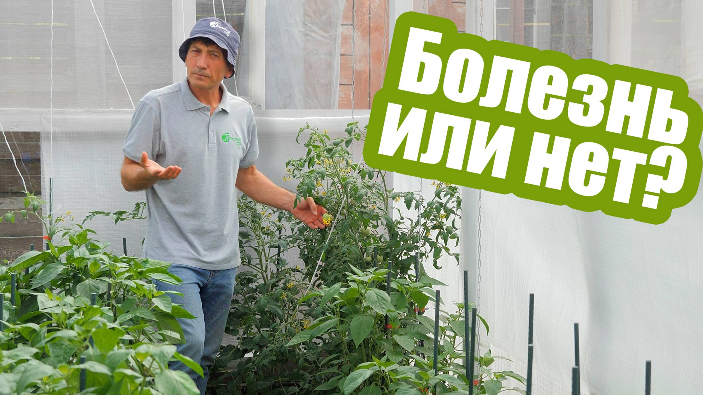 Почему возникает ВЕРШИННАЯ ГНИЛЬ? 5 самых распространенных причин!